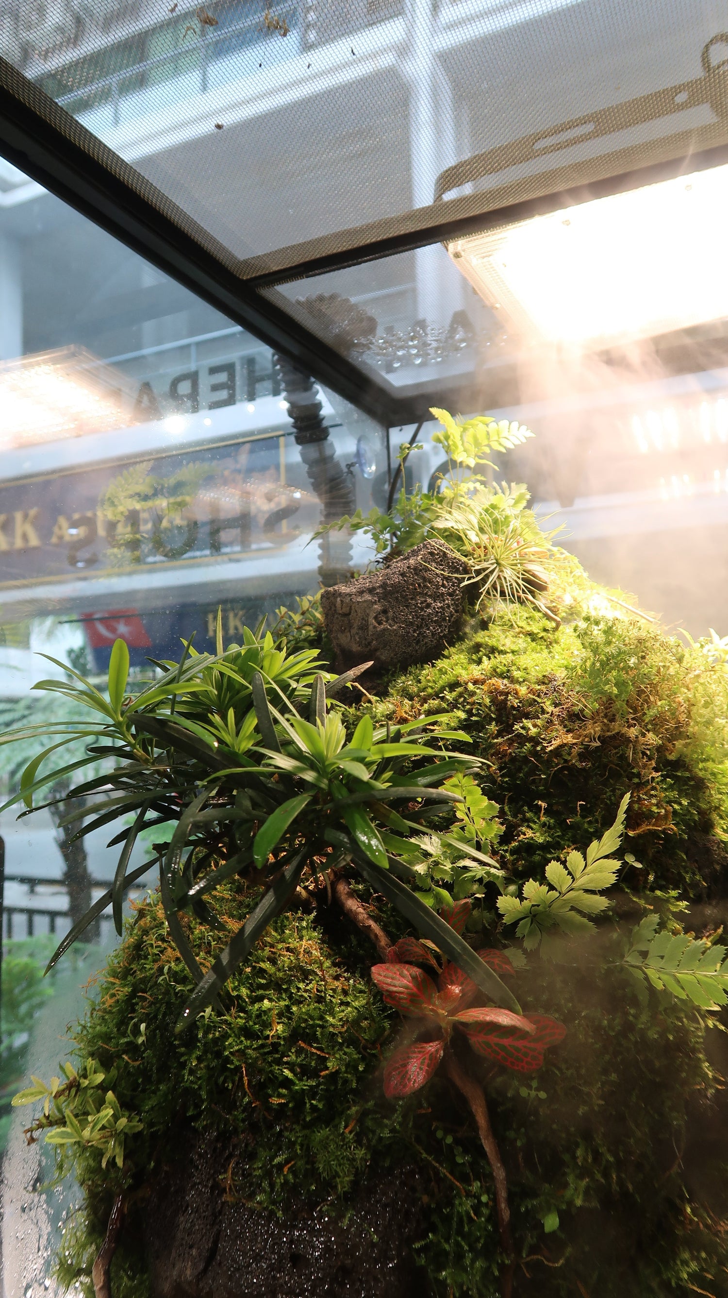 9 Minds, 1 Terrarium: How Insulet team built a giant terrarium in 2 Ho ...