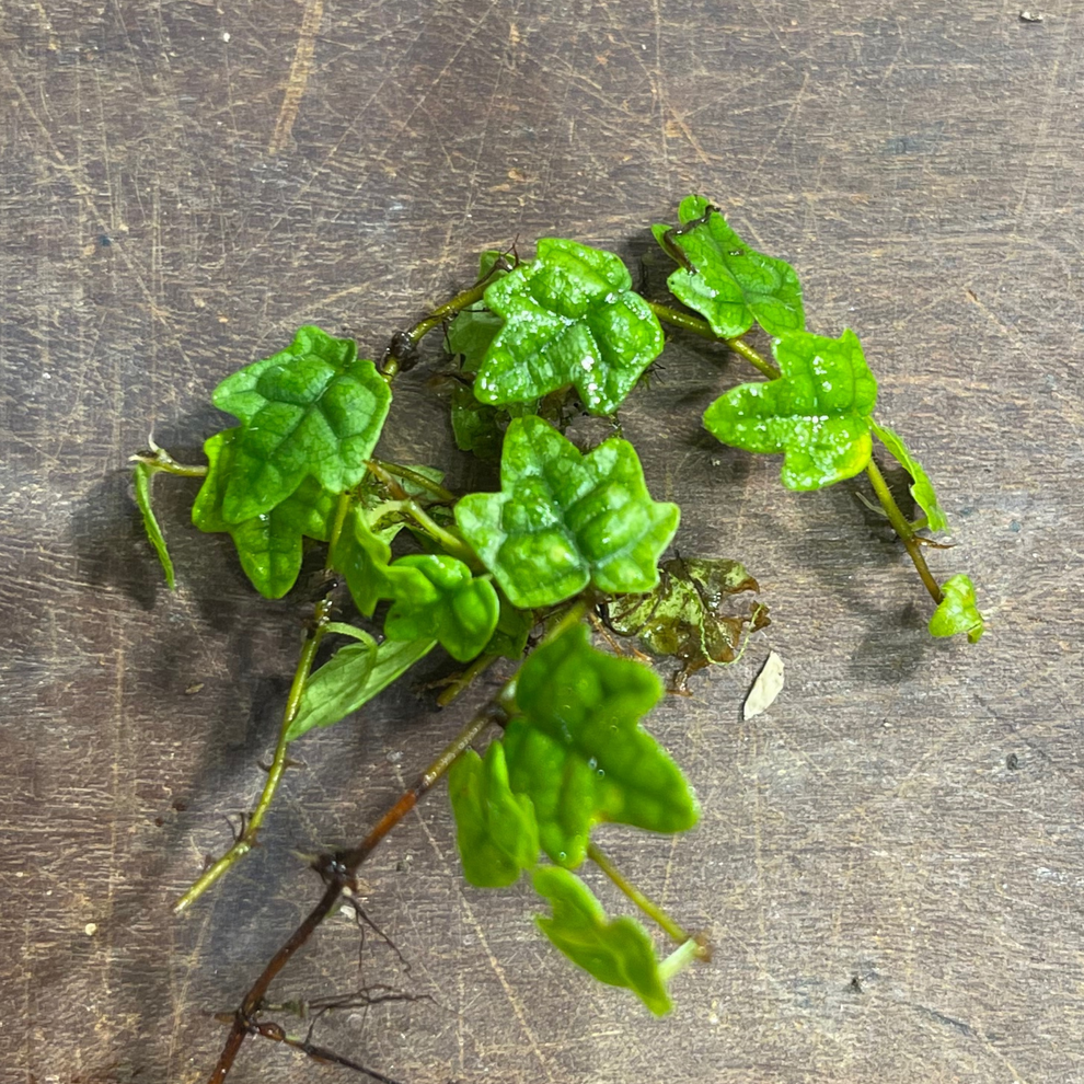 Creeper Plant - Creeping Fig – naugjustplants