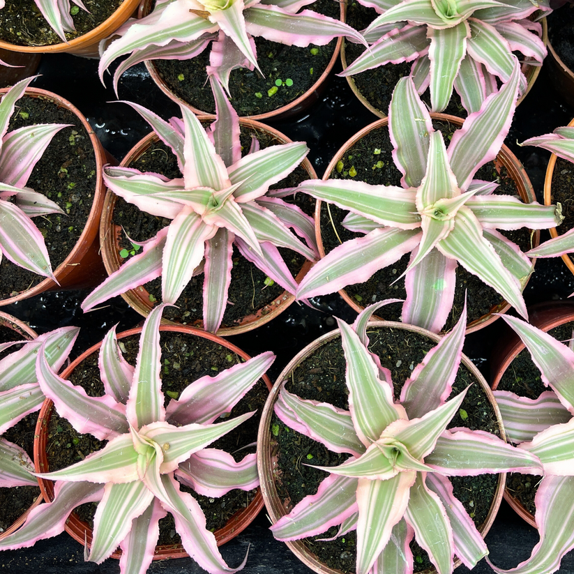 Epiphytic Plant - Earth Star Plant – naugjustplants