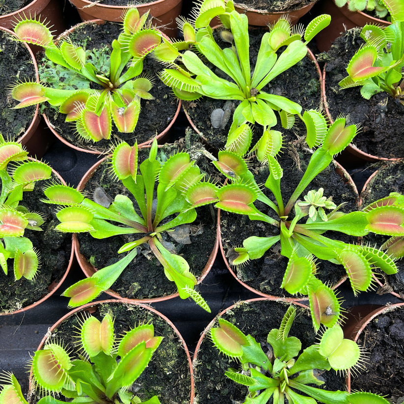 Carnivorous Plant - Long Venus Flytrap – naugjustplants