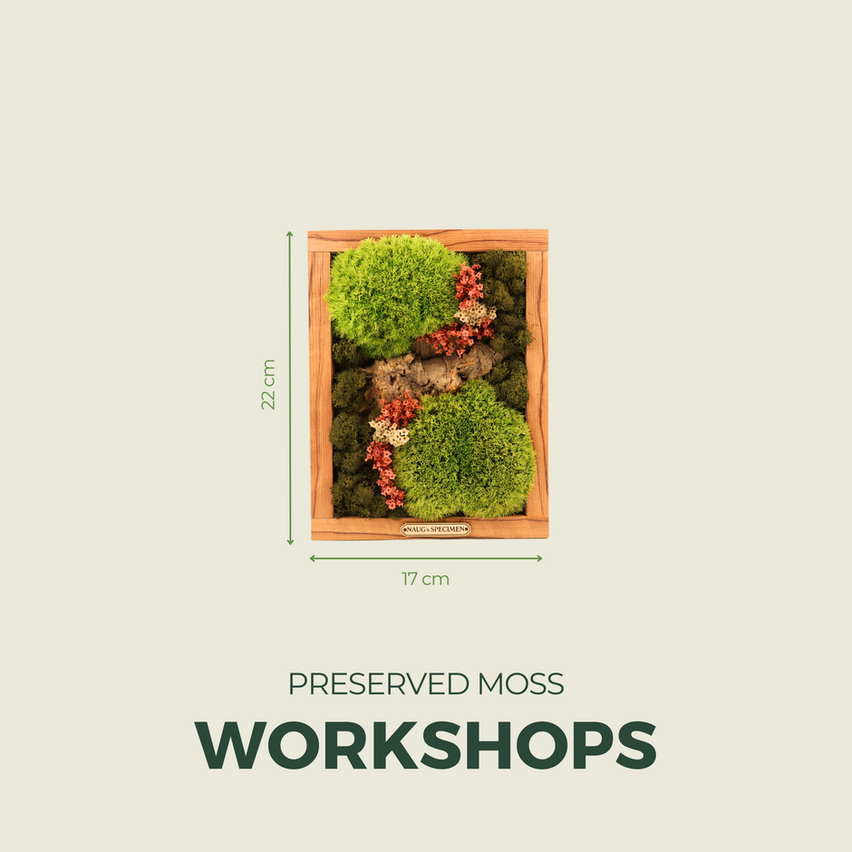 Moss Frame Workshop in Johor Bahru – naugjustplants