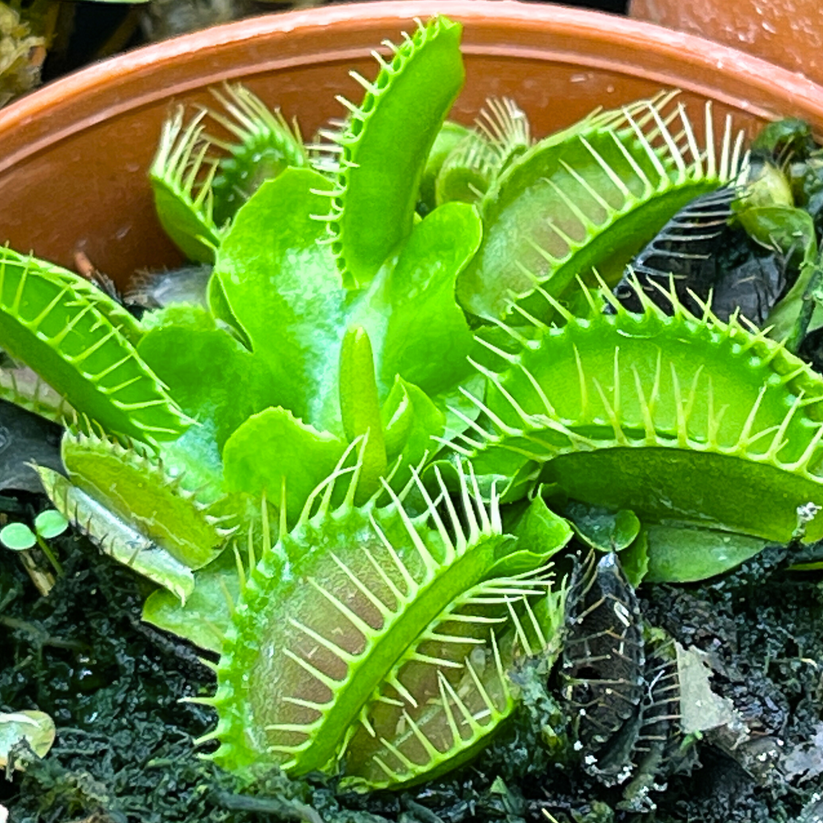 Carnivorous Plant - Short Venus Flytrap – naugjustplants