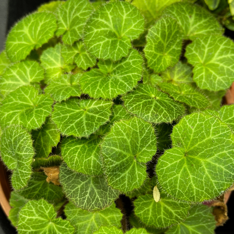 Creeper Plant - Strawberry Begonia – naugjustplants