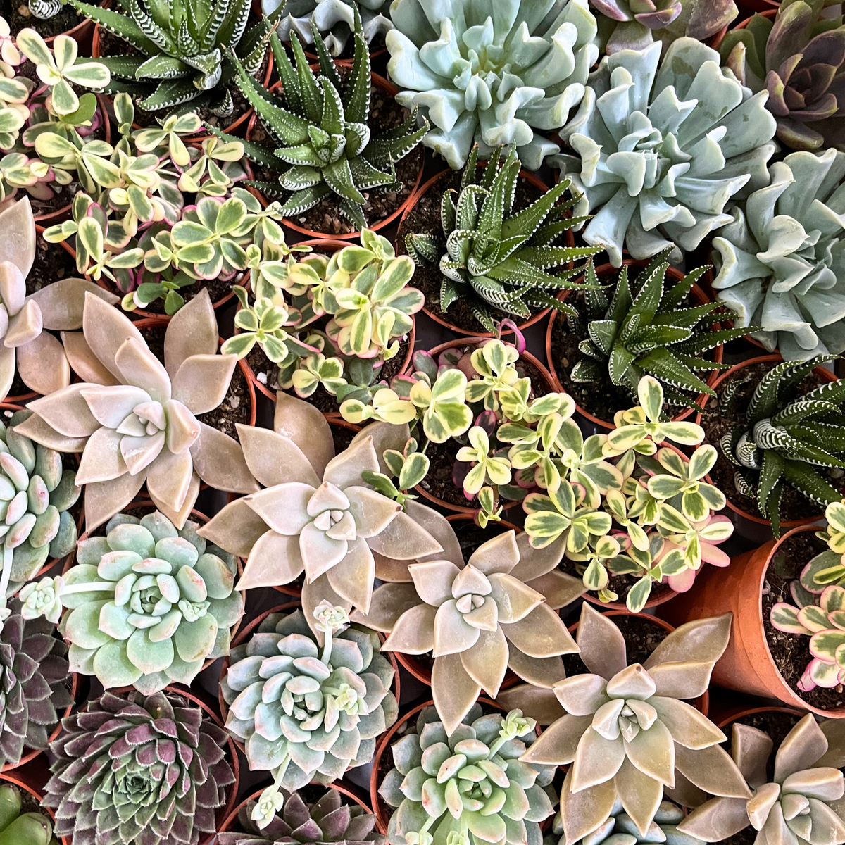Assorted Succulents – naugjustplants